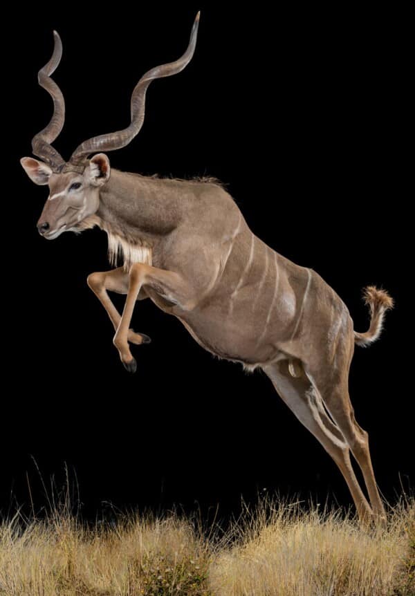 Best KUDU Taxidermy South Africa | Get KUDU Trophy Quote