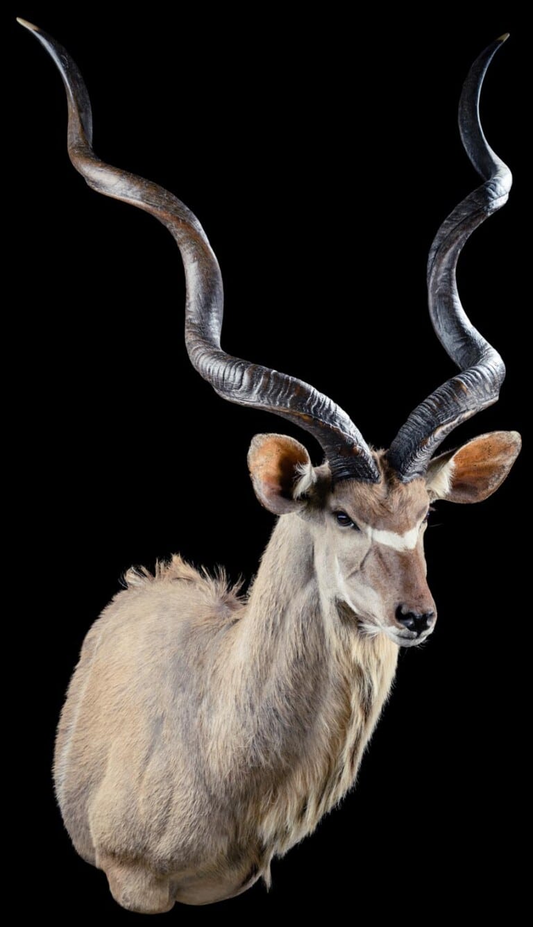 Best KUDU Taxidermy South Africa | Get KUDU Trophy Quote