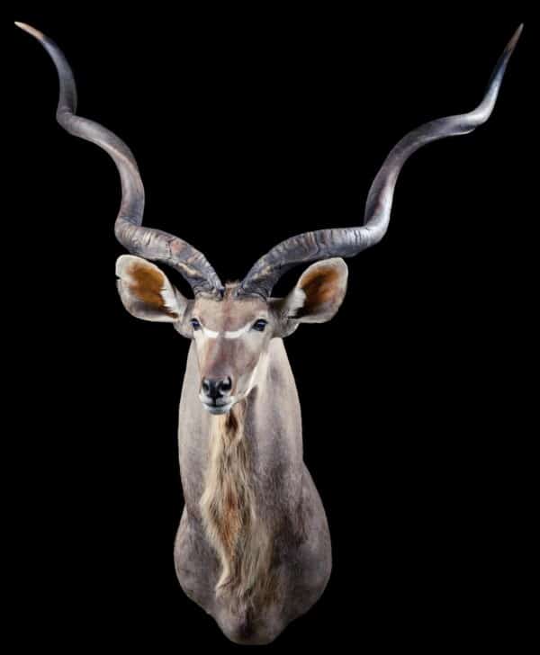 Best KUDU Taxidermy South Africa | Get KUDU Trophy Quote