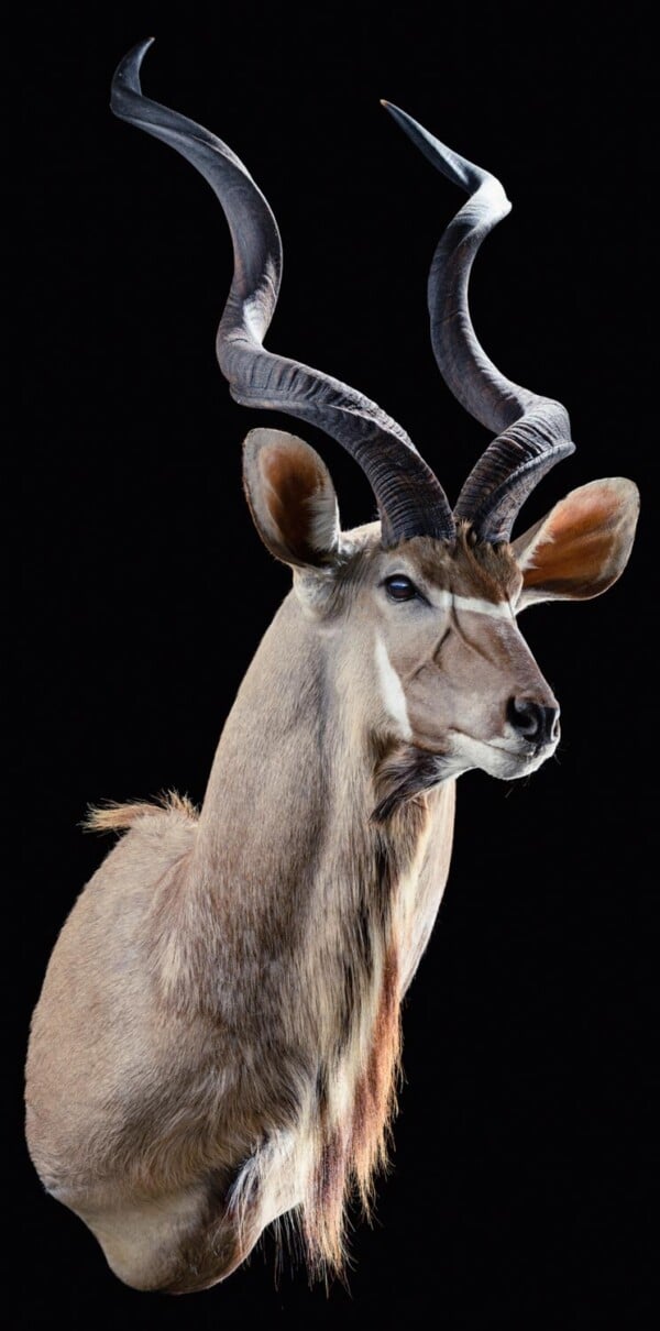 Best KUDU Taxidermy South Africa | Get KUDU Trophy Quote