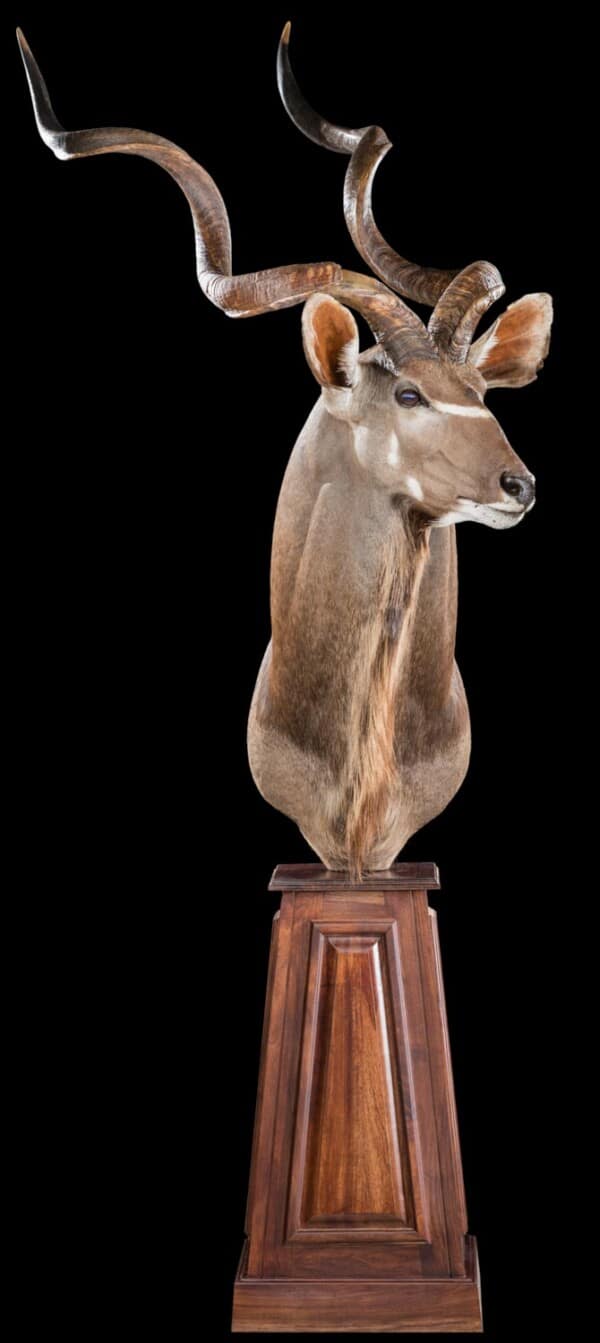 Best KUDU Taxidermy South Africa | Get KUDU Trophy Quote