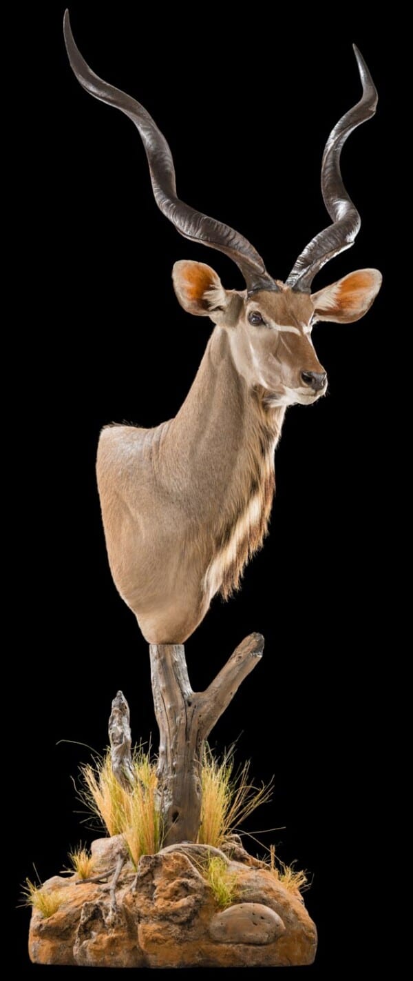 Best KUDU Taxidermy South Africa | Get KUDU Trophy Quote