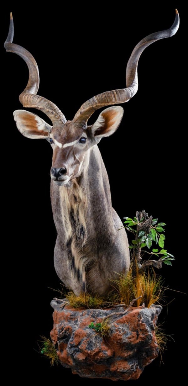 Best KUDU Taxidermy South Africa | Get KUDU Trophy Quote