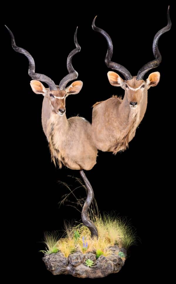 Best KUDU Taxidermy South Africa | Get KUDU Trophy Quote