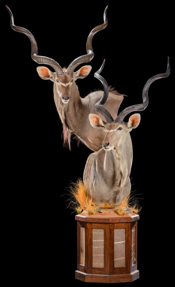Best KUDU Taxidermy South Africa | Get KUDU Trophy Quote