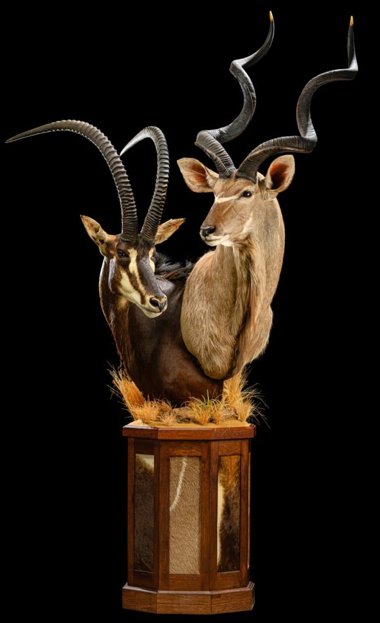 Best KUDU Taxidermy South Africa | Get KUDU Trophy Quote