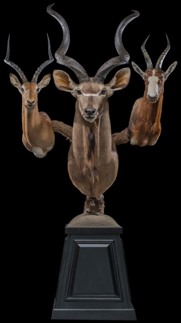 Best KUDU Taxidermy South Africa | Get KUDU Trophy Quote