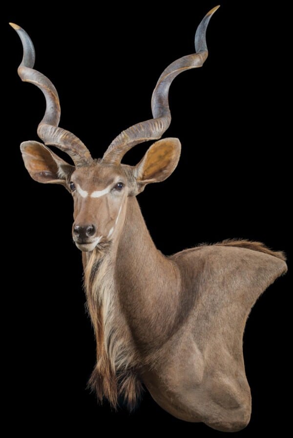 Best KUDU Taxidermy South Africa | Get KUDU Trophy Quote