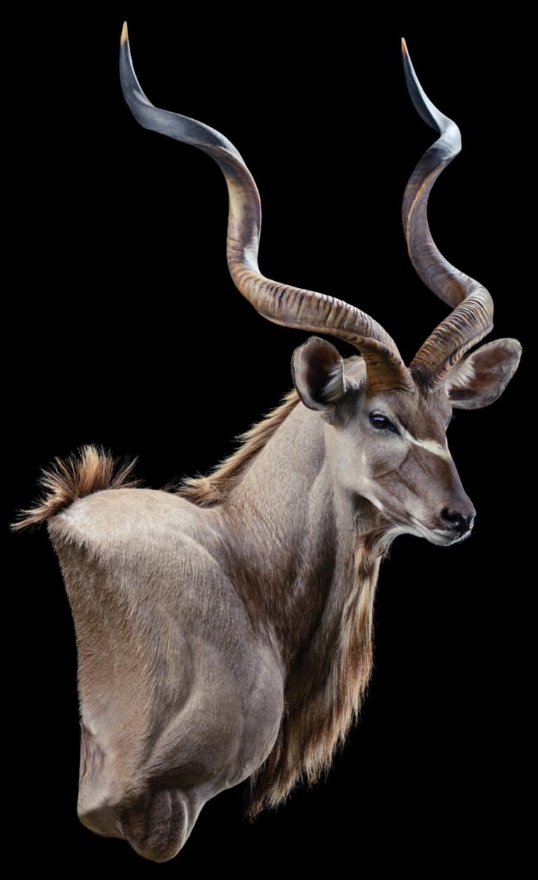 Best KUDU Taxidermy South Africa | Get KUDU Trophy Quote