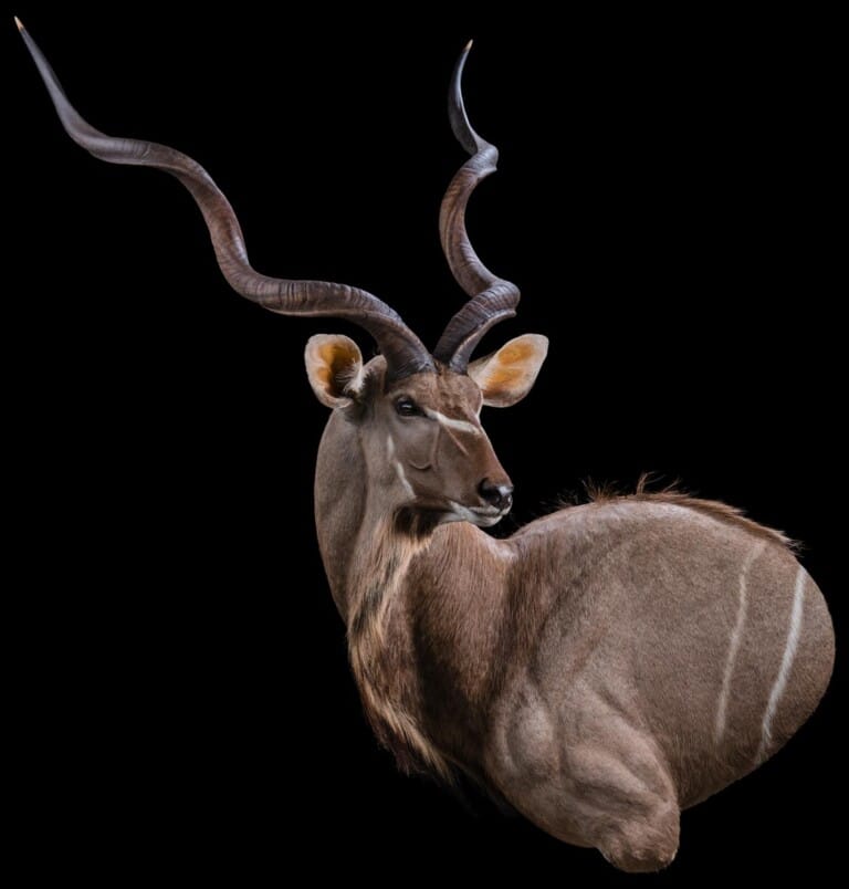 Best KUDU Taxidermy South Africa | Get KUDU Trophy Quote