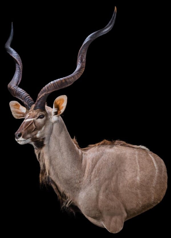 Best KUDU Taxidermy South Africa | Get KUDU Trophy Quote