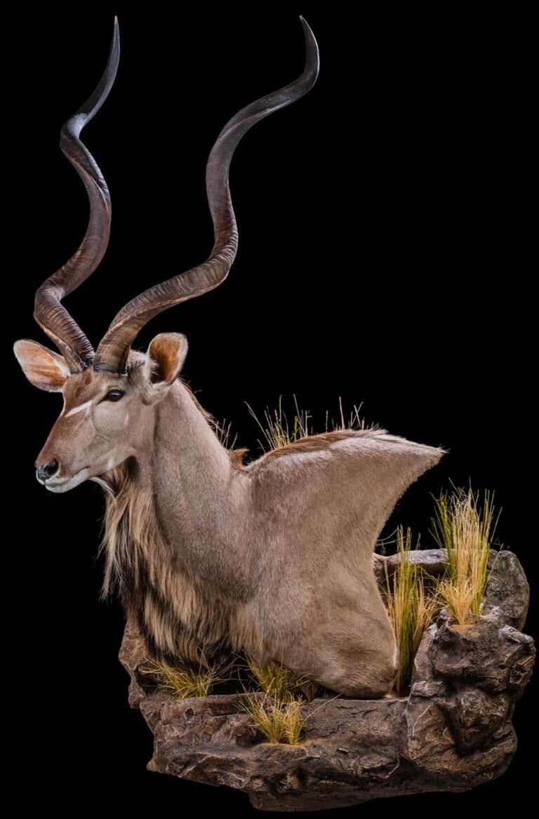 Best KUDU Taxidermy South Africa | Get KUDU Trophy Quote