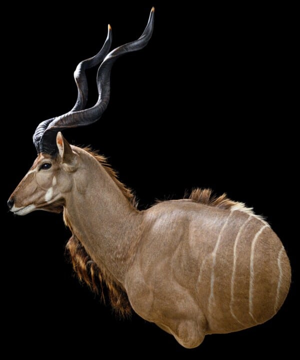Best KUDU Taxidermy South Africa | Get KUDU Trophy Quote