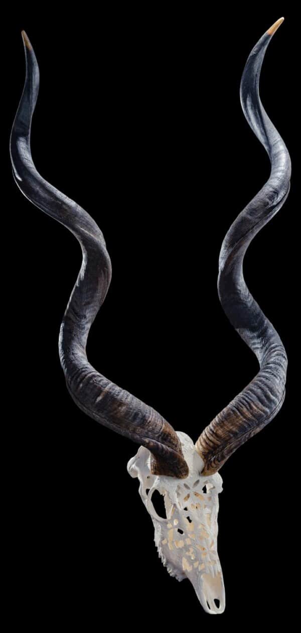 Best KUDU Taxidermy South Africa | Get KUDU Trophy Quote
