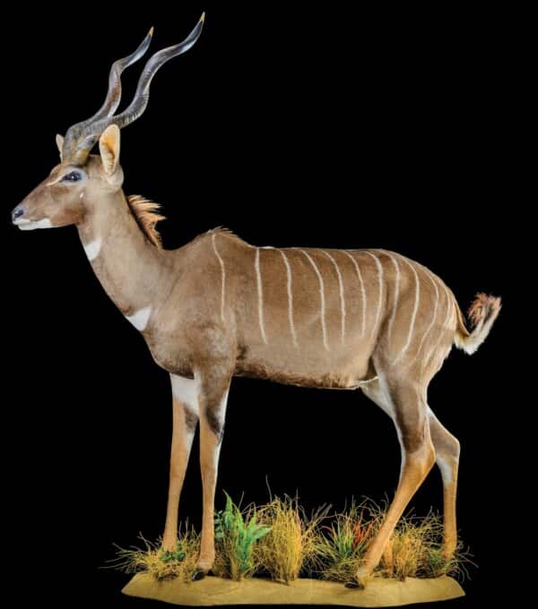 Best KUDU Taxidermy South Africa | Get KUDU Trophy Quote