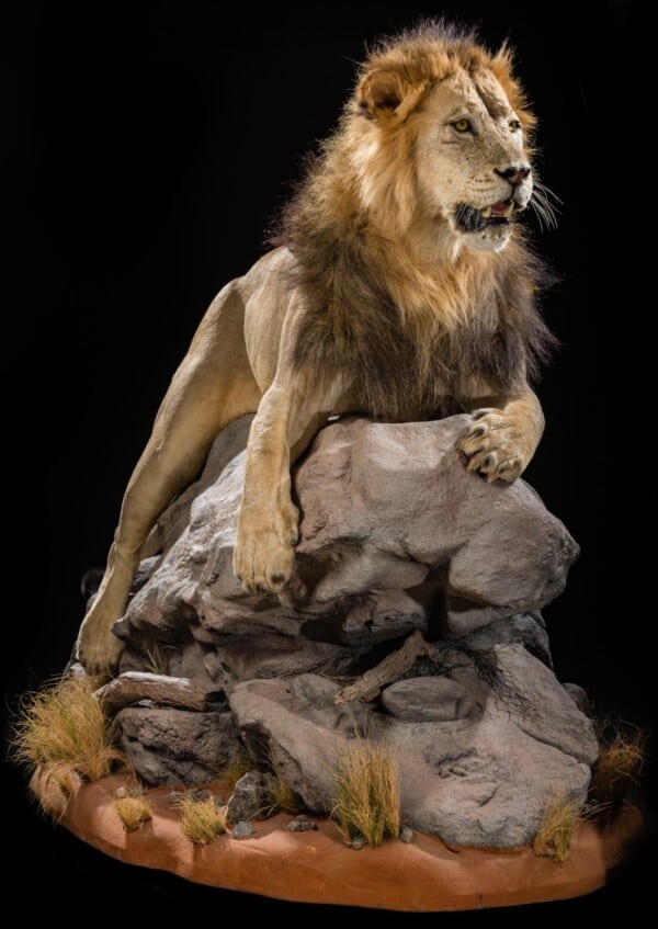 Best LION Taxidermy South Africa | Get LION Trophy Quote