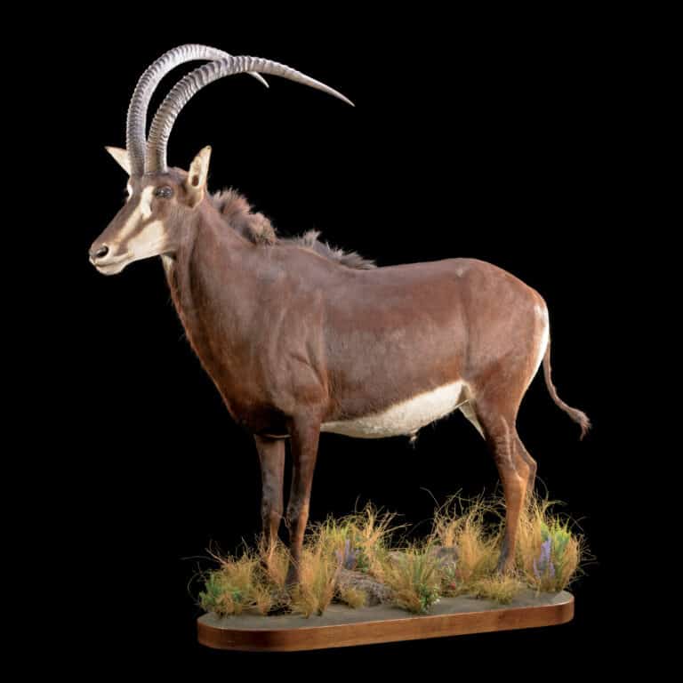 Best SABLE Taxidermy South Africa | Get SABLE Trophy Quote