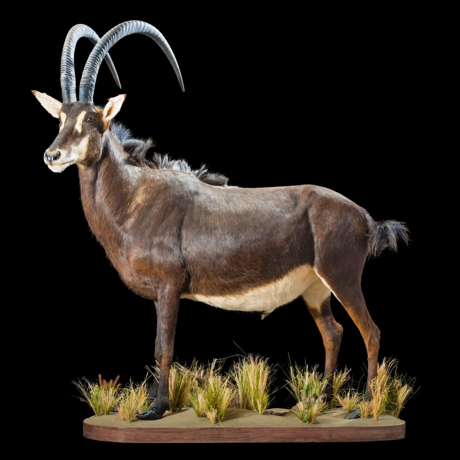 Best SABLE Taxidermy South Africa | Get SABLE Trophy Quote