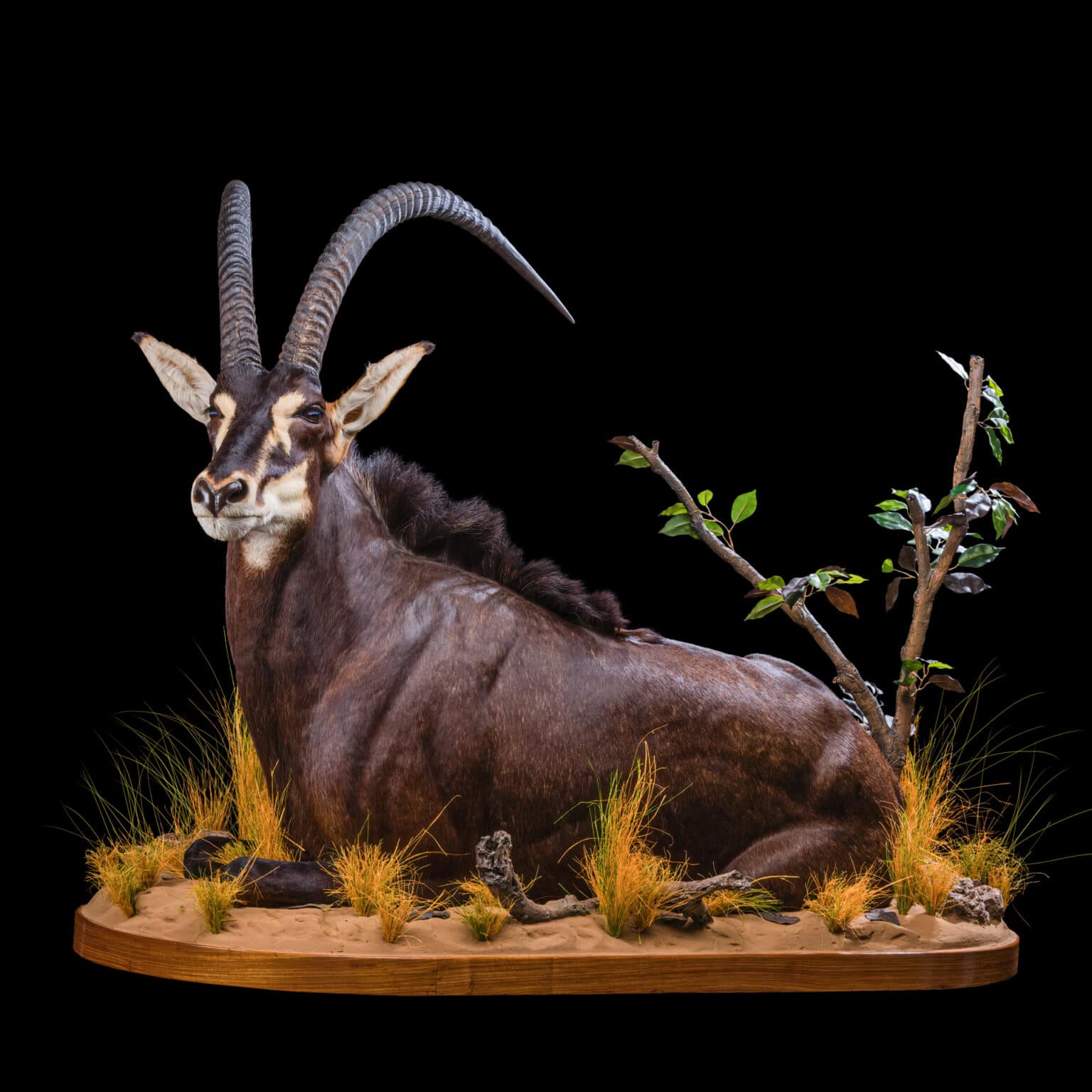Best SABLE Taxidermy South Africa | Get SABLE Trophy Quote