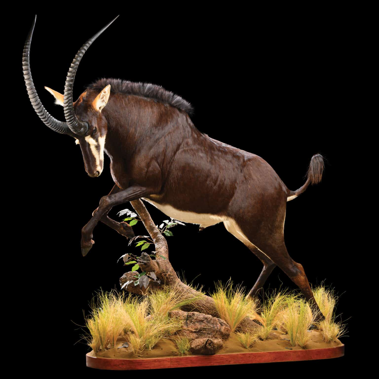 Best SABLE Taxidermy South Africa | Get SABLE Trophy Quote