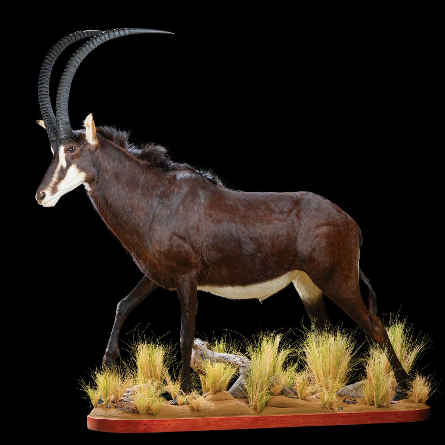 Best SABLE Taxidermy South Africa | Get SABLE Trophy Quote