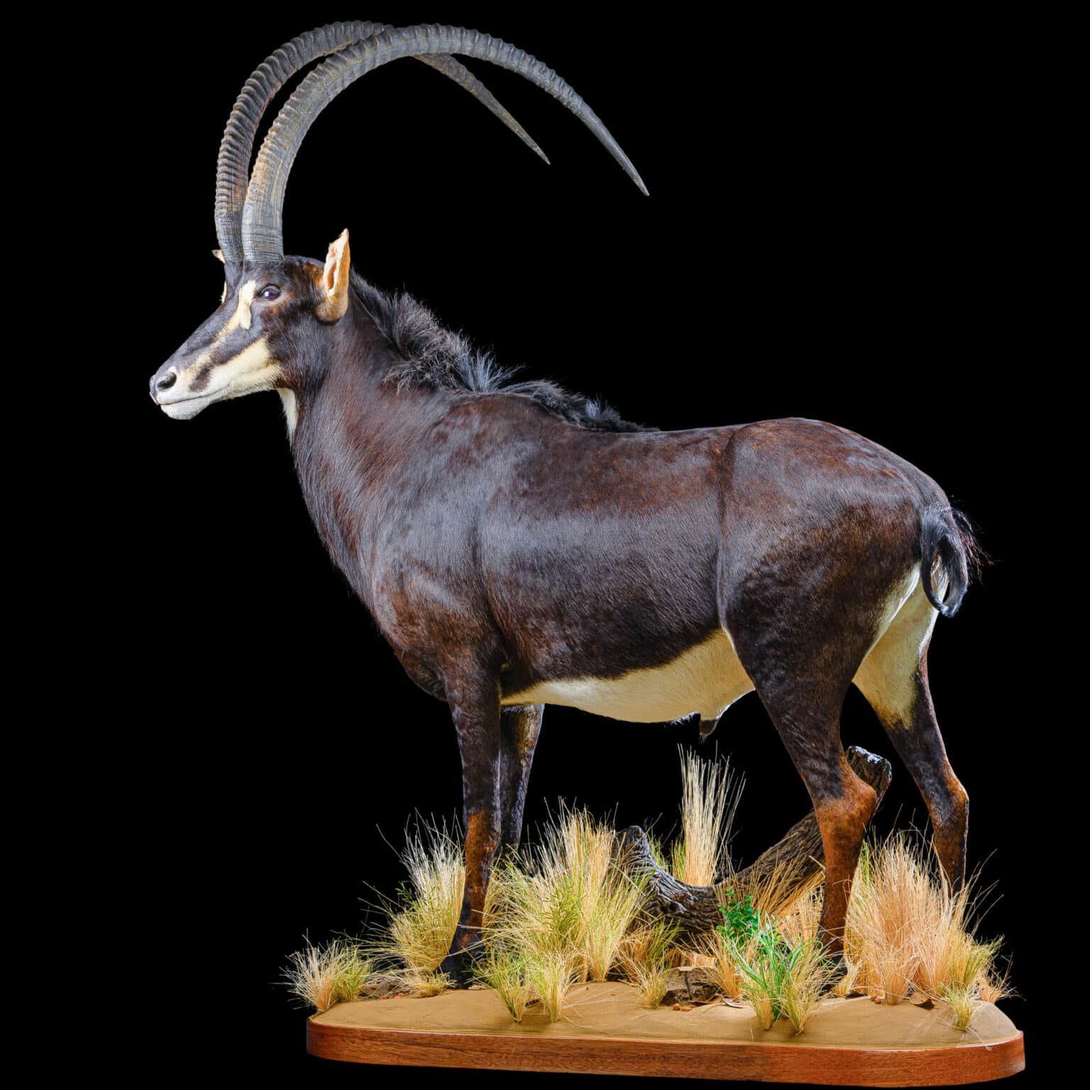 Best SABLE Taxidermy South Africa | Get SABLE Trophy Quote