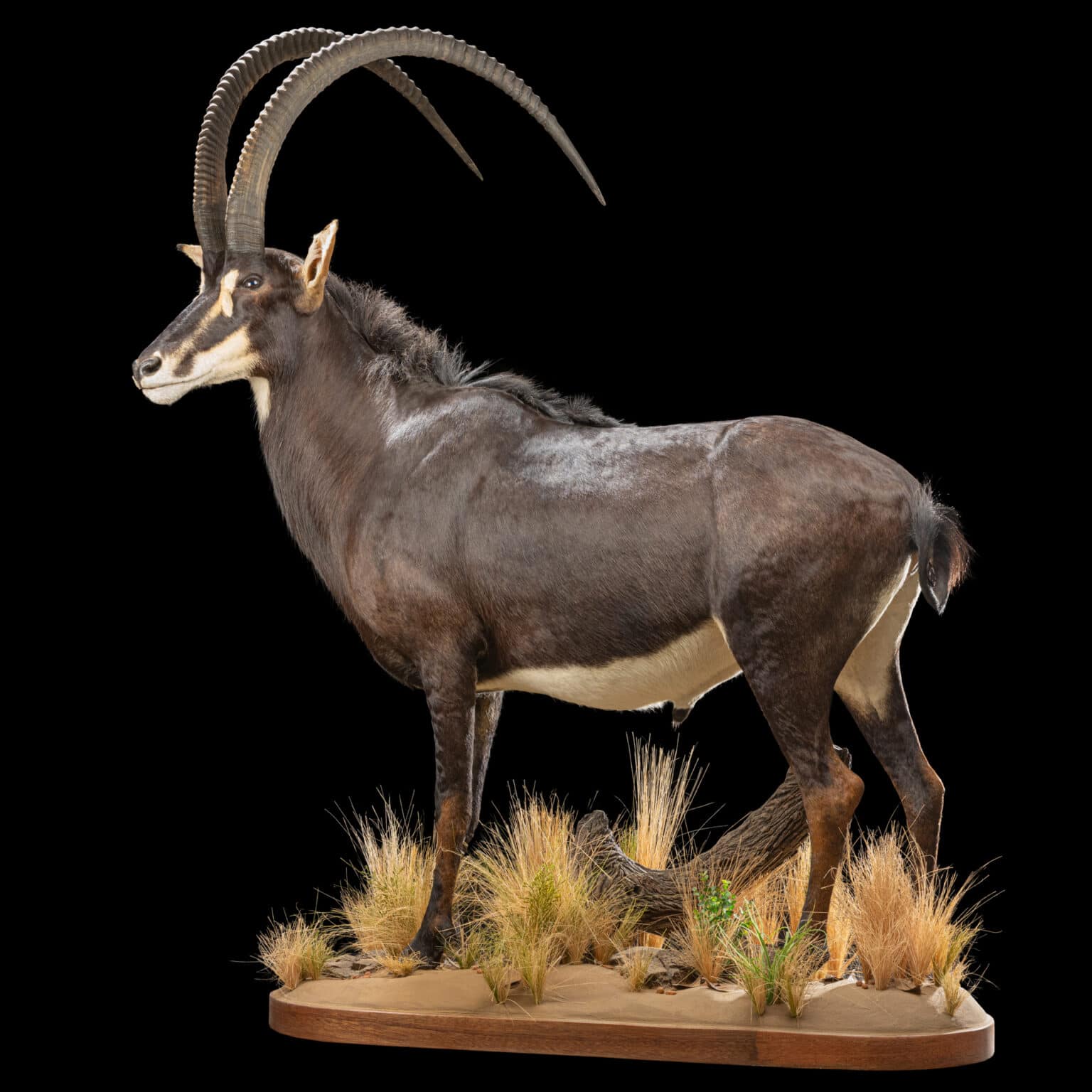 Best SABLE Taxidermy South Africa | Get SABLE Trophy Quote