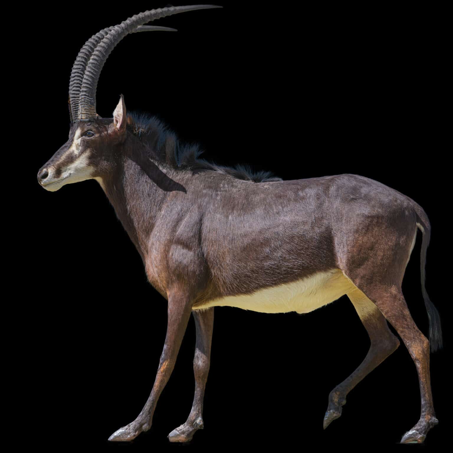 Best SABLE Taxidermy South Africa | Get SABLE Trophy Quote