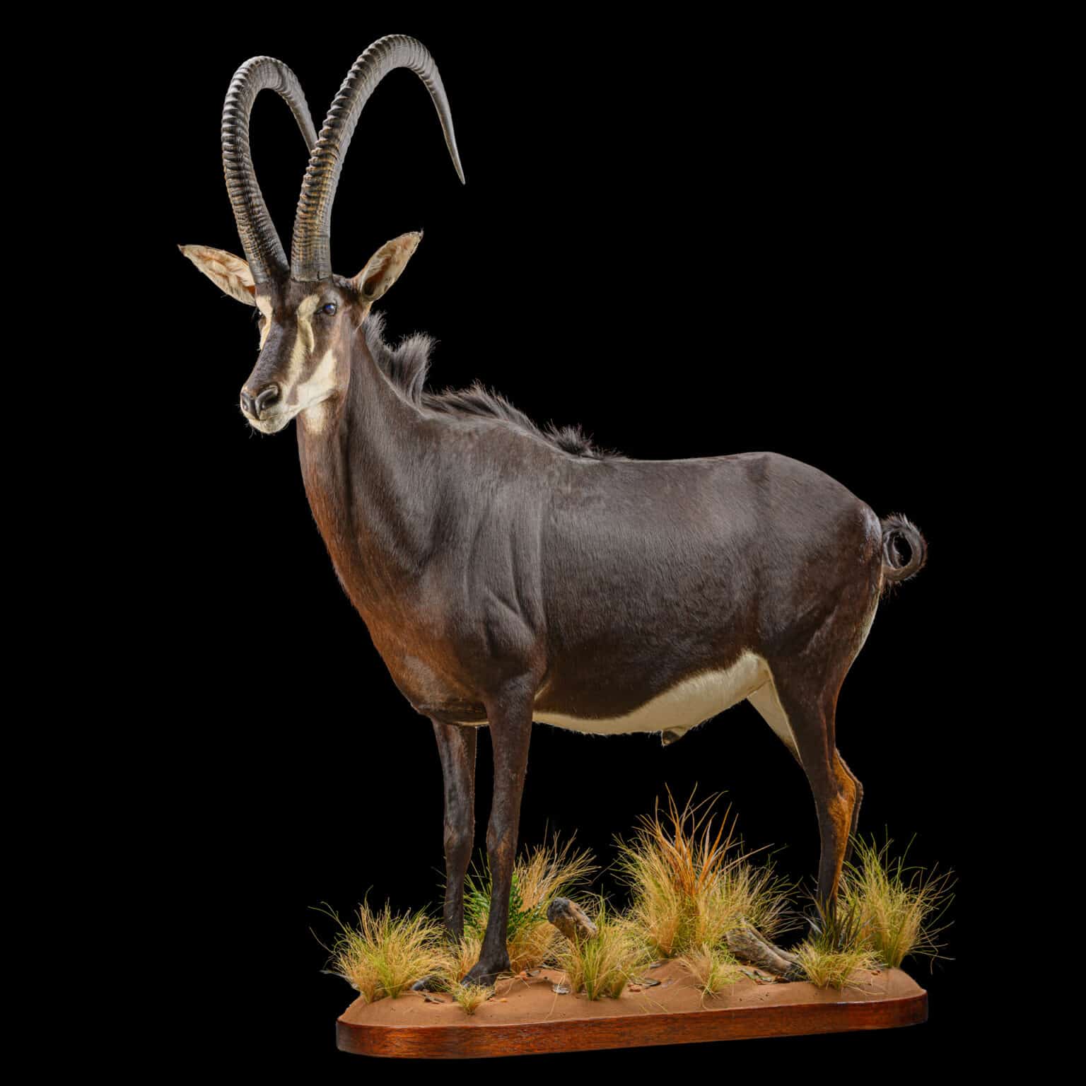 Best SABLE Taxidermy South Africa | Get SABLE Trophy Quote