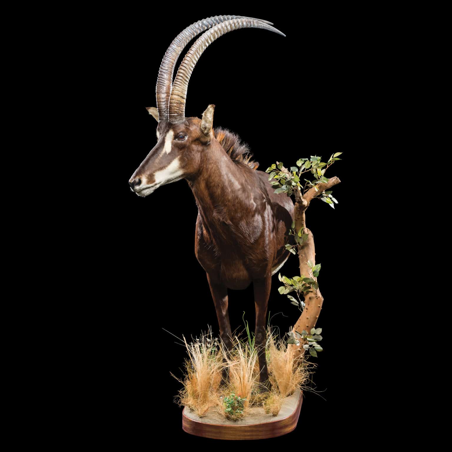 Best SABLE Taxidermy South Africa | Get SABLE Trophy Quote