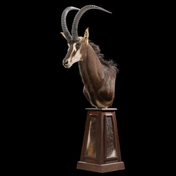 Best SABLE Taxidermy South Africa | Get SABLE Trophy Quote