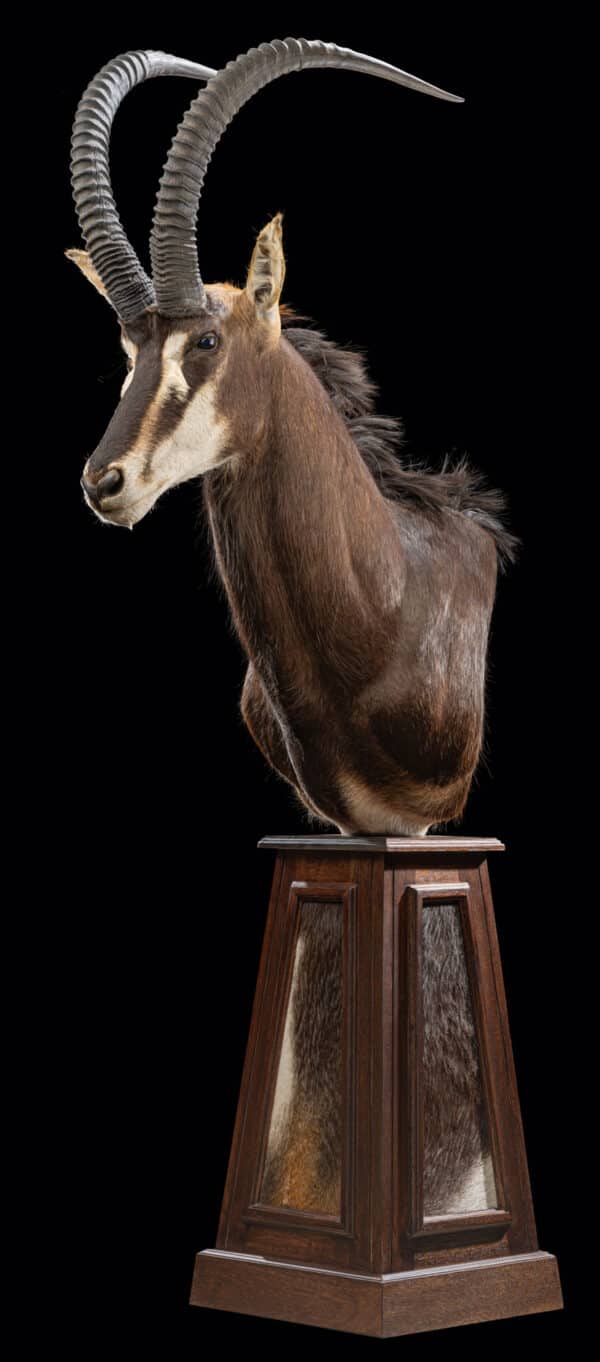 Best SABLE Taxidermy South Africa | Get SABLE Trophy Quote