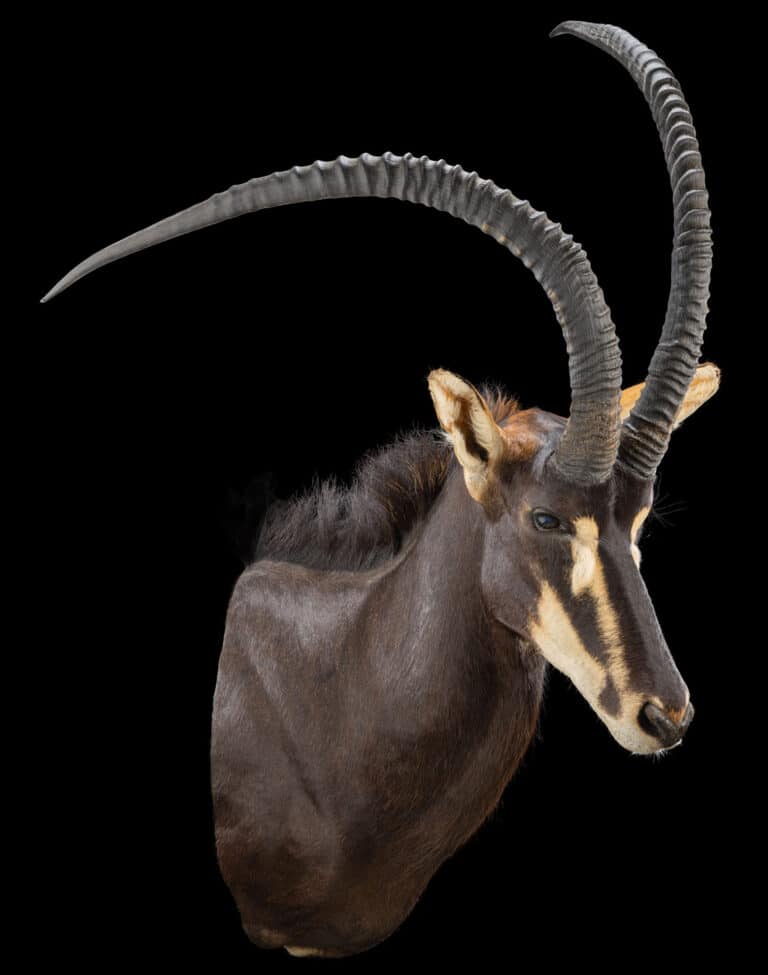 Best SABLE Taxidermy South Africa | Get SABLE Trophy Quote