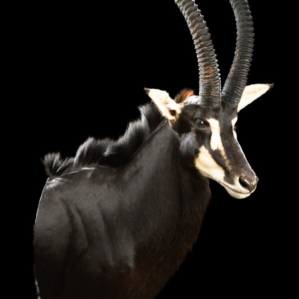 SABLE Taxidermy South Africa - Life-form Taxidermy
