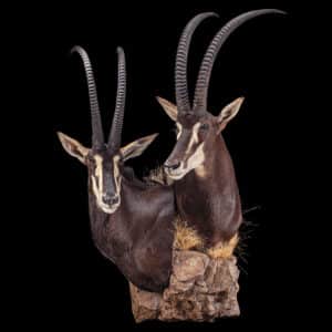 Best SABLE Taxidermy South Africa | Get SABLE Trophy Quote