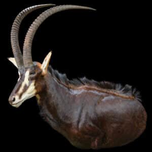 Best SABLE Taxidermy South Africa | Get SABLE Trophy Quote