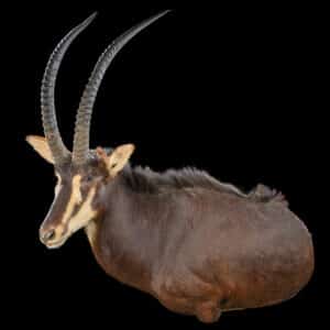 Best SABLE Taxidermy South Africa | Get SABLE Trophy Quote