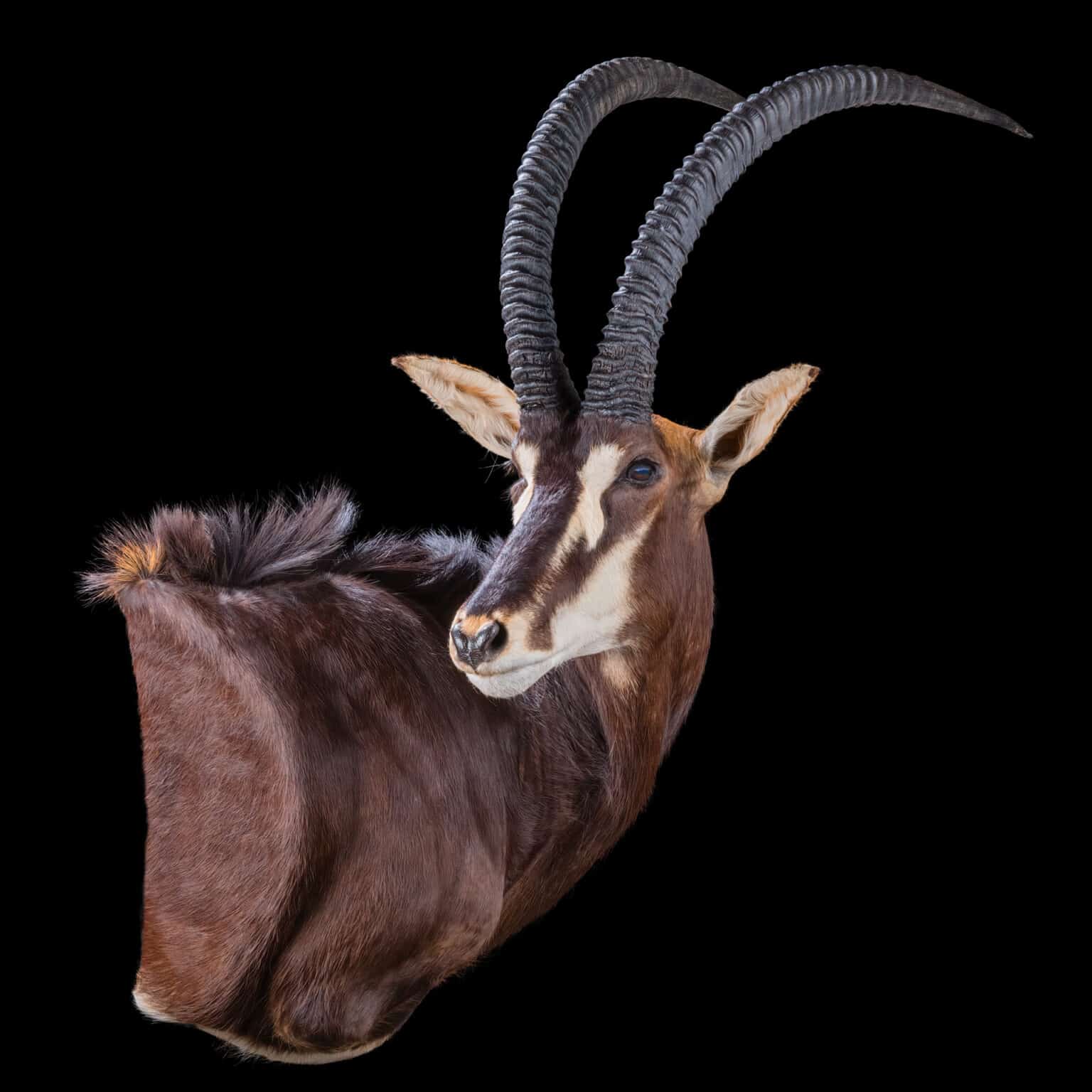 Best SABLE Taxidermy South Africa | Get SABLE Trophy Quote