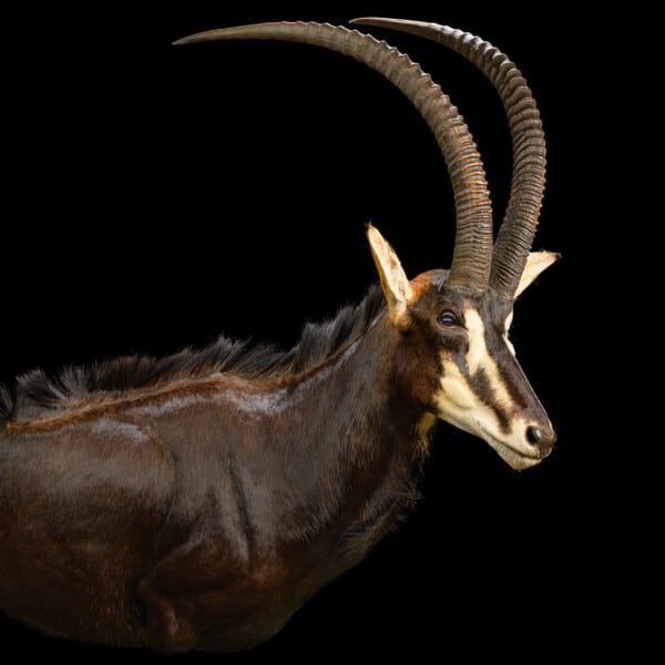 SABLE Taxidermy South Africa - Life-form Taxidermy