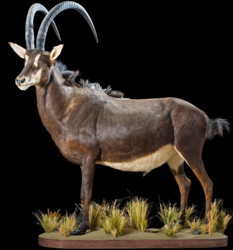 Best SABLE Taxidermy South Africa | Get SABLE Trophy Quote