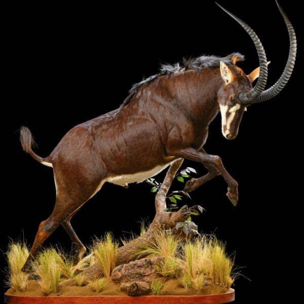 Sable Shouldermount Left - DD340 Archives - Life-form Taxidermy