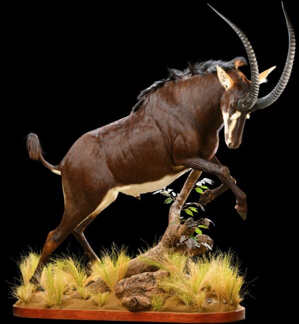 Best SABLE Taxidermy South Africa | Get SABLE Trophy Quote
