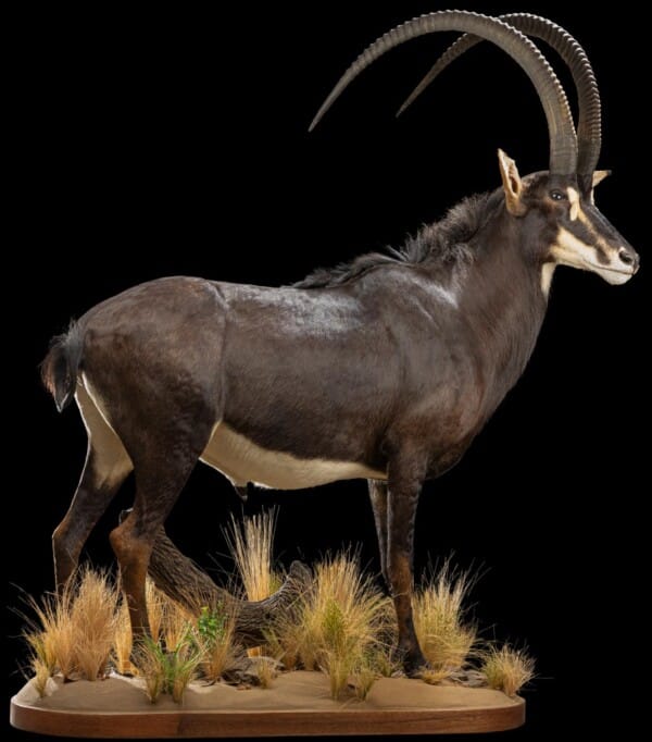 Best SABLE Taxidermy South Africa | Get SABLE Trophy Quote