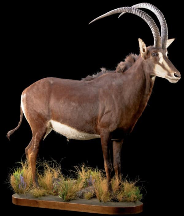 Best SABLE Taxidermy South Africa | Get SABLE Trophy Quote