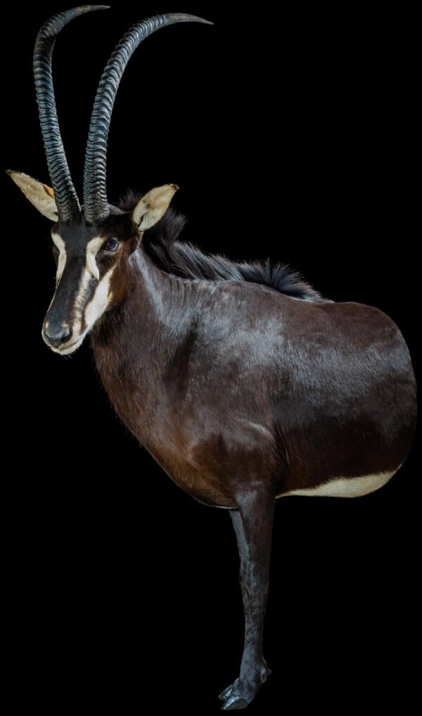 Best SABLE Taxidermy South Africa | Get SABLE Trophy Quote