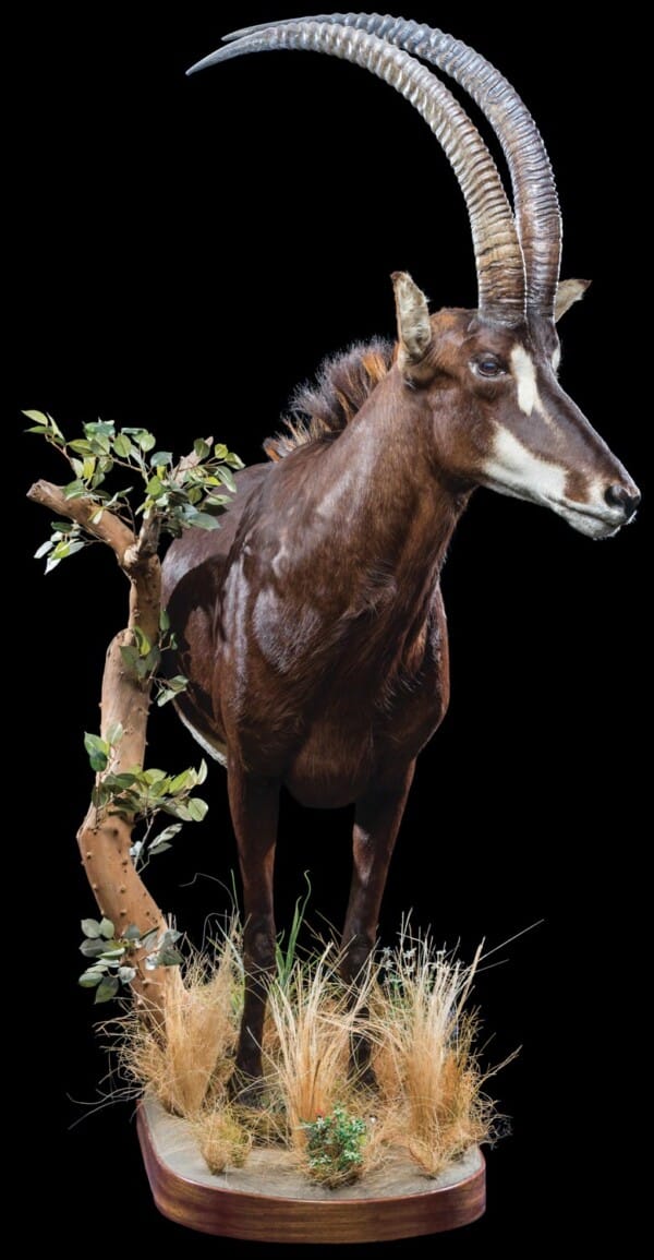 Best SABLE Taxidermy South Africa | Get SABLE Trophy Quote