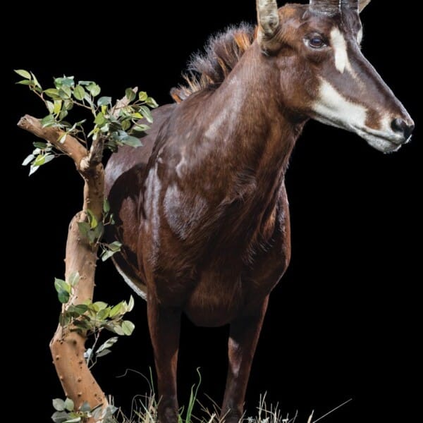 Best SABLE Taxidermy South Africa | Get SABLE Trophy Quote