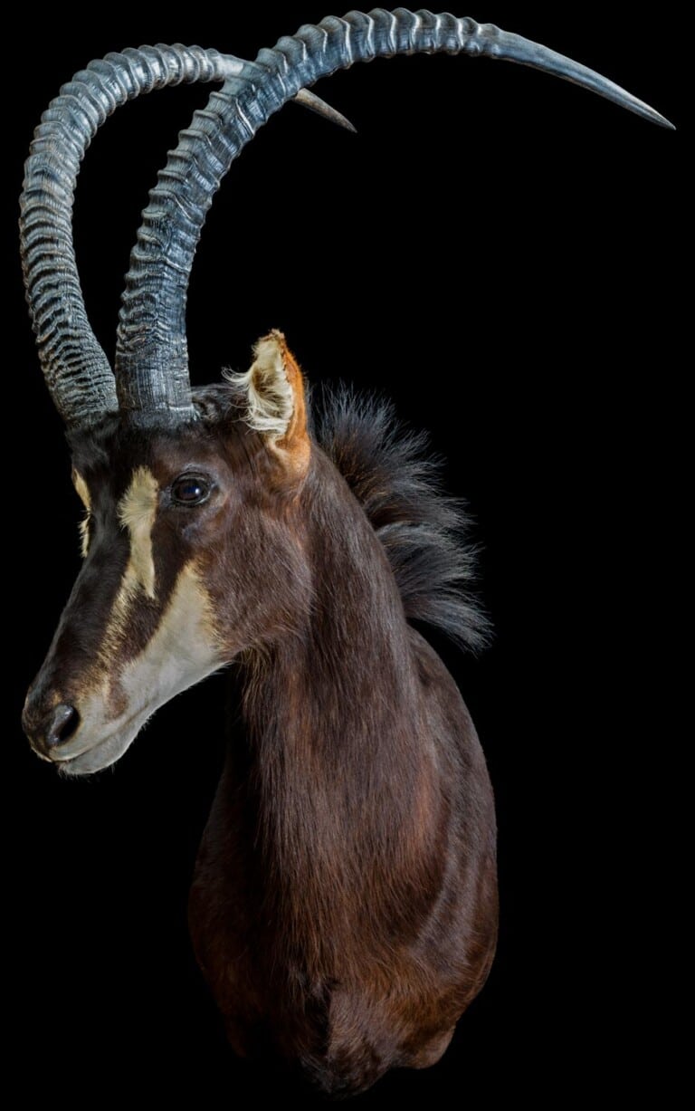 Best SABLE Taxidermy South Africa | Get SABLE Trophy Quote