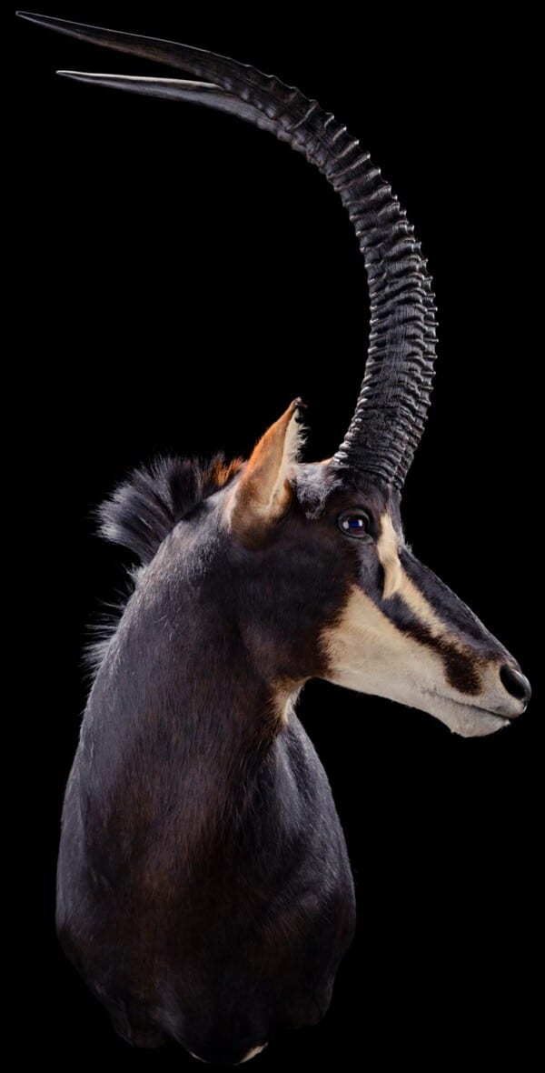 Best SABLE Taxidermy South Africa | Get SABLE Trophy Quote