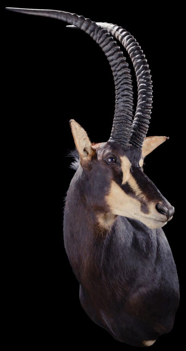 Best SABLE Taxidermy South Africa | Get SABLE Trophy Quote